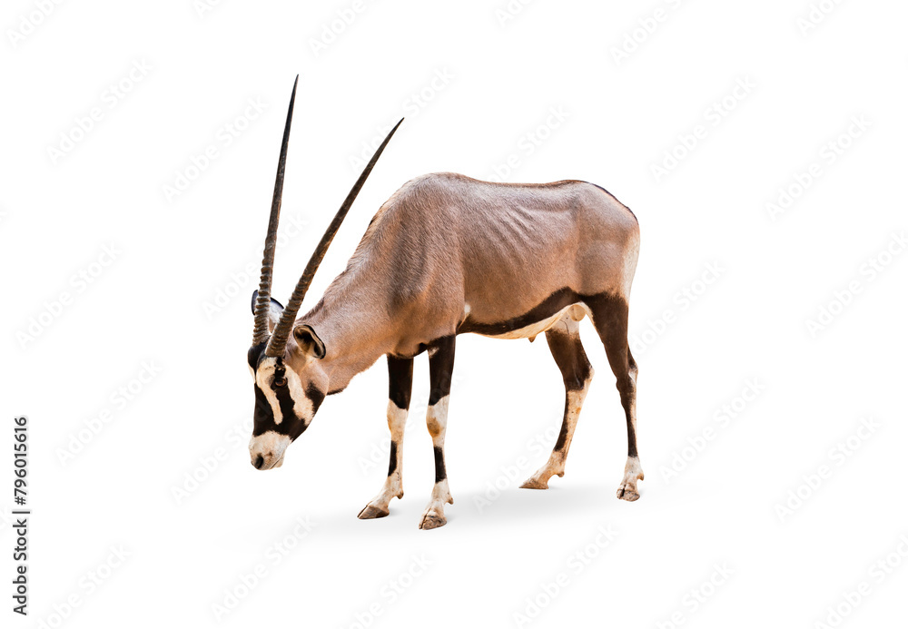 Wild Arabian Oryx leucoryx,Oryx gazella or gemsbok isolated on white ...