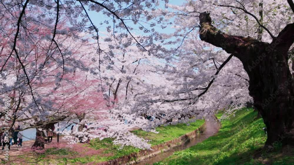 Video „Sakura trees over a river in Japan in Hirosaki samurai castle ...