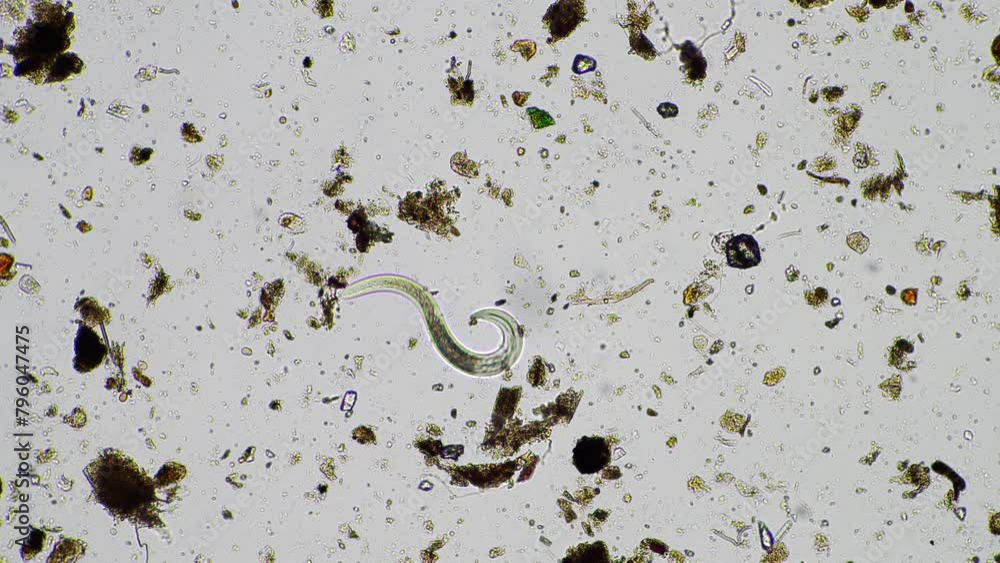 soil microorganisms including nematode, microarthropods, micro ...
