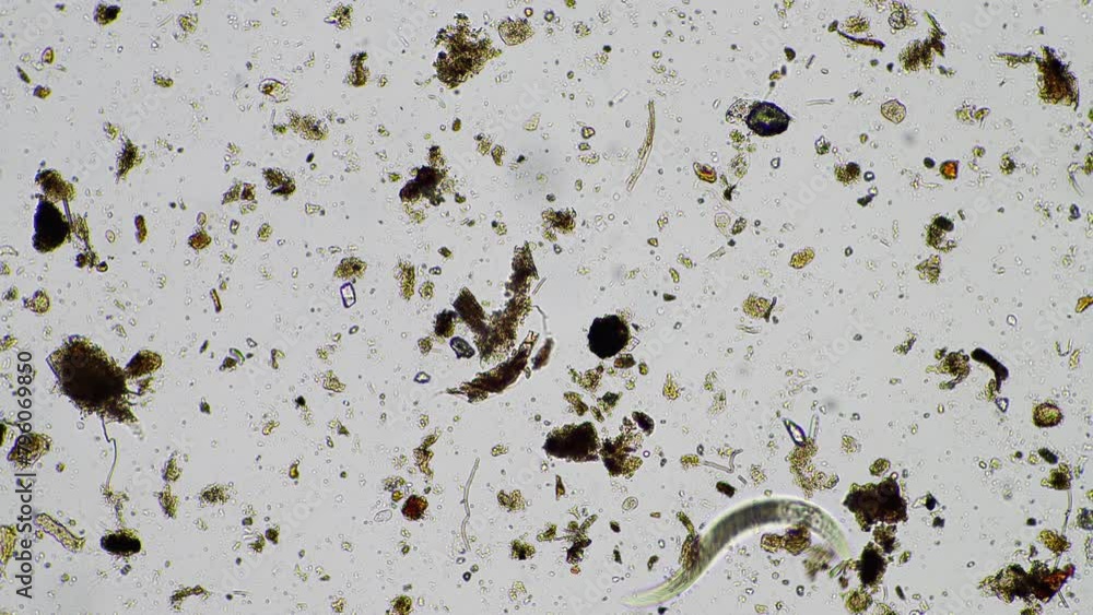soil microorganisms in a soil life sample from a sustainable ...