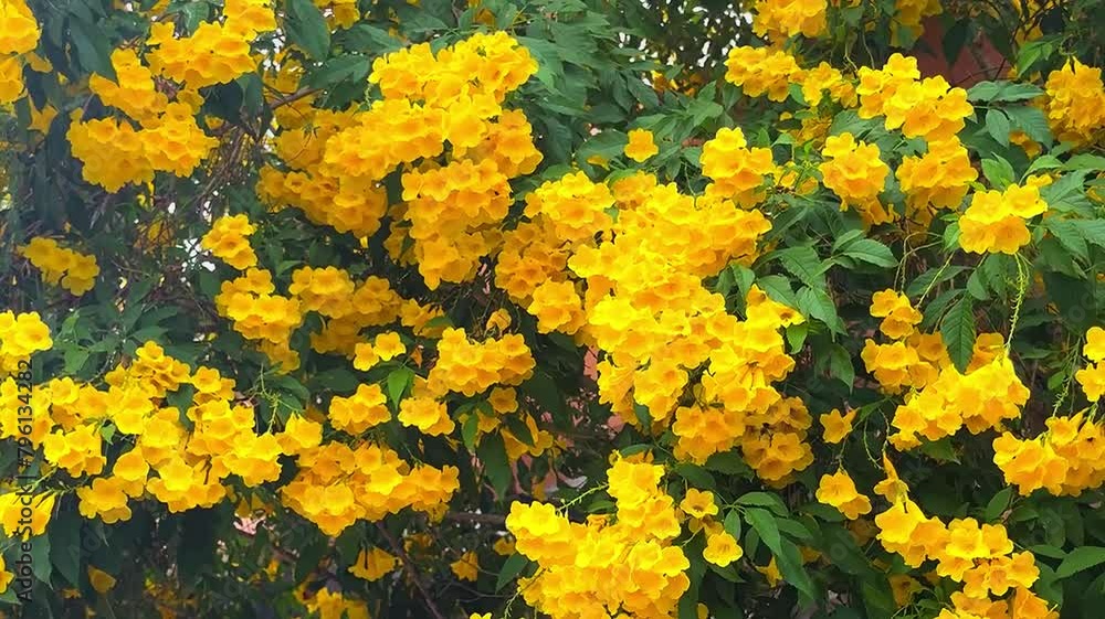 Yellow elder, Trumpetflower (Tecoma stans) is the Yellow Trumpetbush is ...