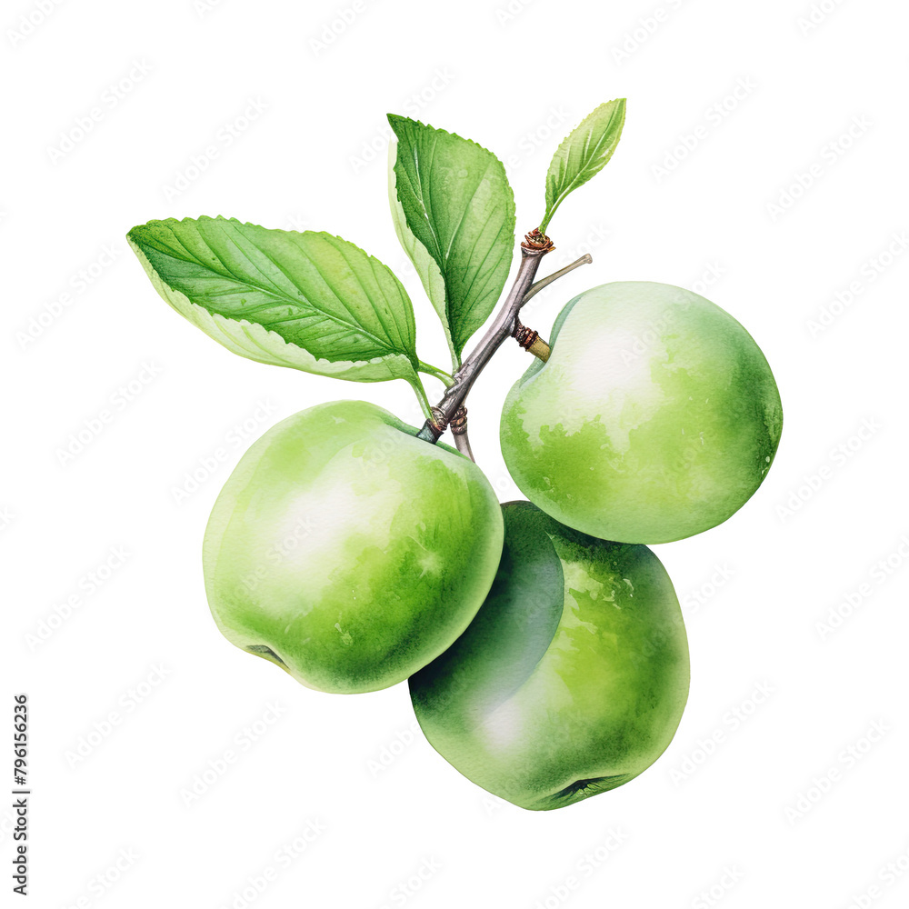 Watercolor green plum illustration isolated on transparent background ...