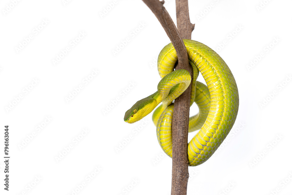 Snake with hemotoxic venom affects the blood system. White-lipped pit ...