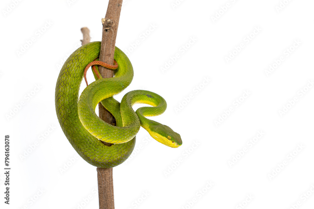 Snake with hemotoxic venom affects the blood system. White-lipped pit ...
