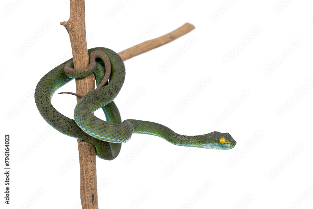 Snake with hemotoxic venom affects the blood system. Large-eyed Pit ...