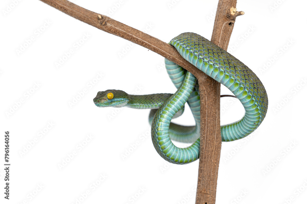Snake with hemotoxic venom affects the blood system. Large-eyed Pit ...
