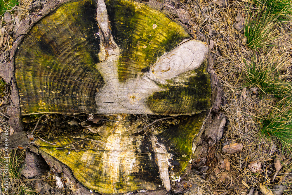 Stump close up texture. Top view macro photo of stump texture with ...
