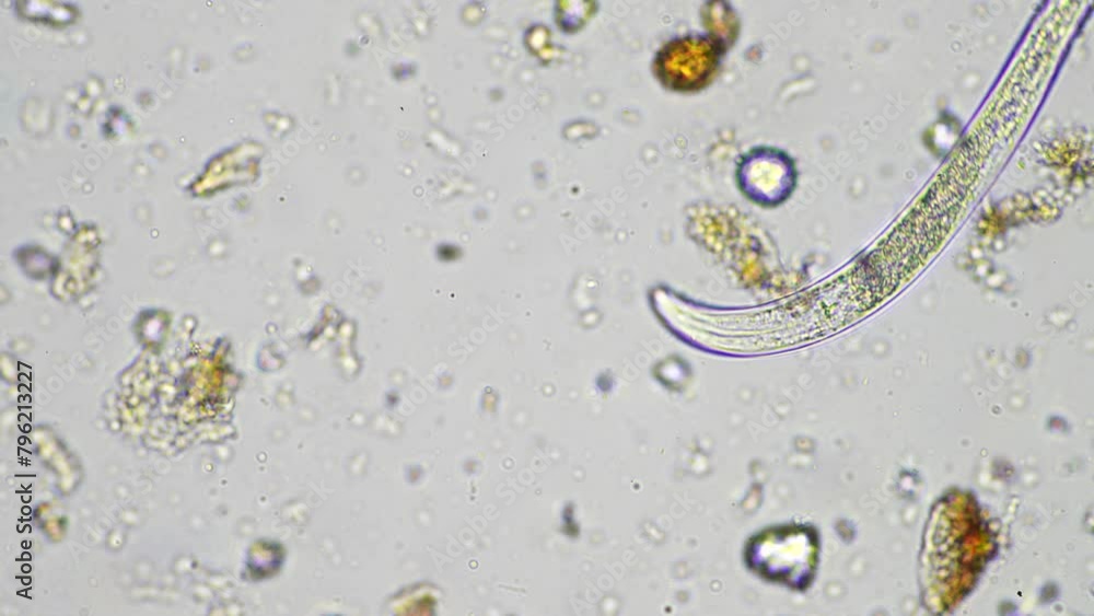 soil microorganisms including nematode, microarthropods, micro ...