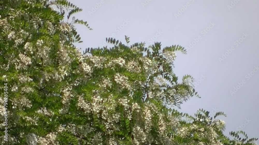 Flowering branches of Black locust, Robinia pseudoacacia with white ...