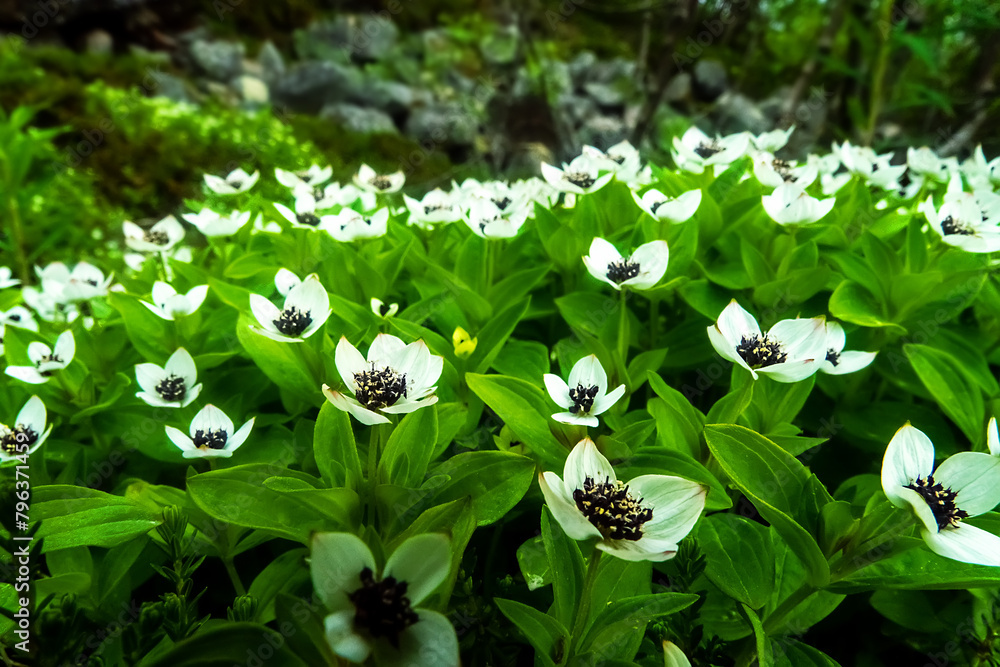 Flora of northern Scandinavia. The strict carved petal beauty of the ...