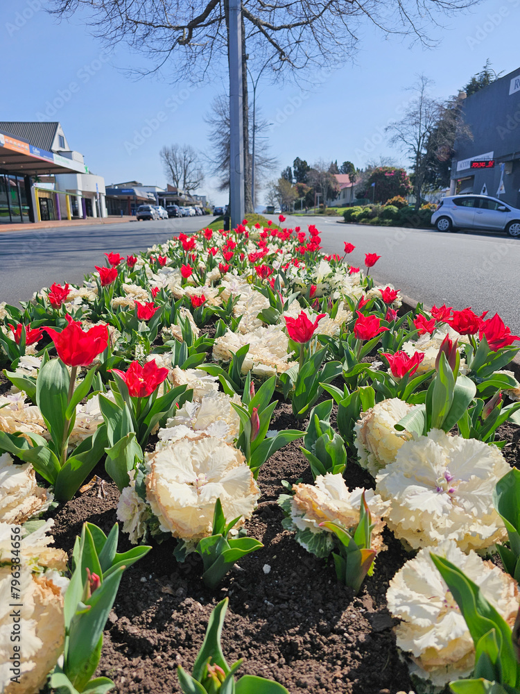 flowers on road median strip, Rotorua New Zealand. Red and white tulips ...