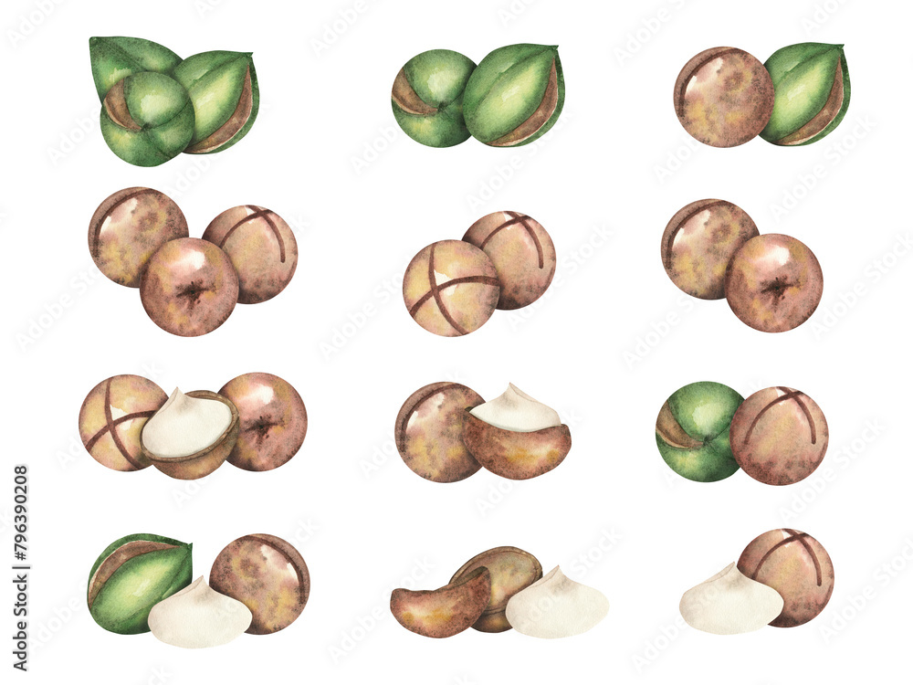 Macadamia nut on a white background, a composition of several nuts. The ...