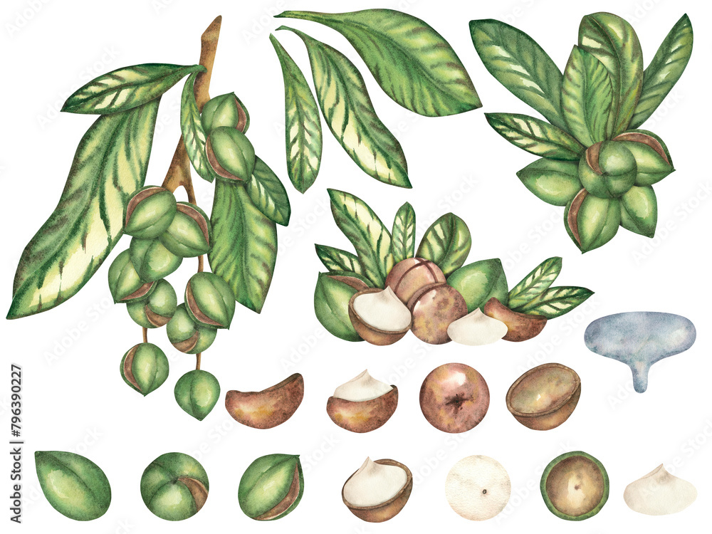Macadamia nut on a white background, a composition of several nuts and ...