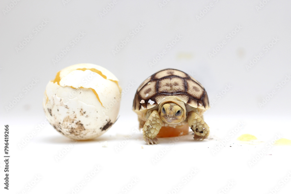 Cute small baby African Sulcata Tortoise in front of white background ...