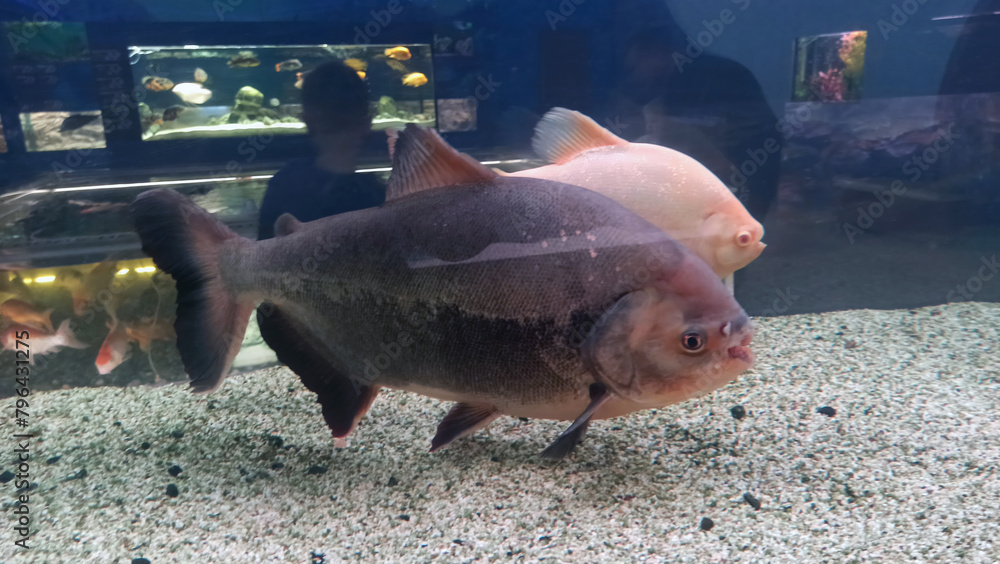Tambaqui, Colossoma macropomum , also known as the giant pacu. Wildlife ...