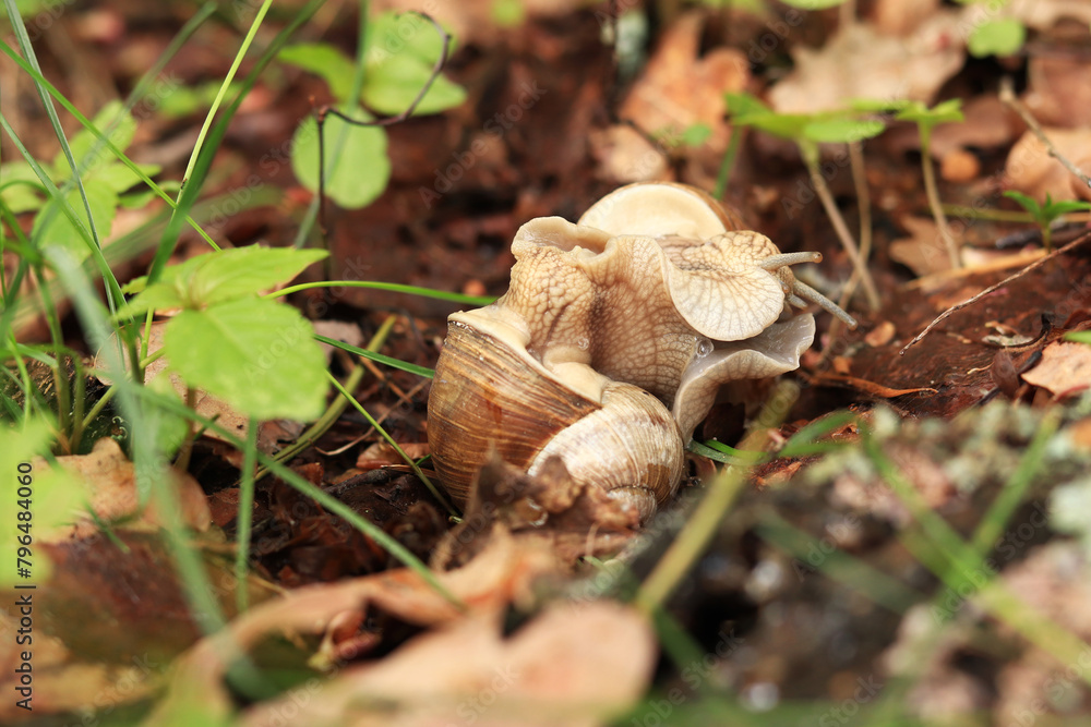 Snail breeding, nature in spring, close-up. Two snails intertwined with ...