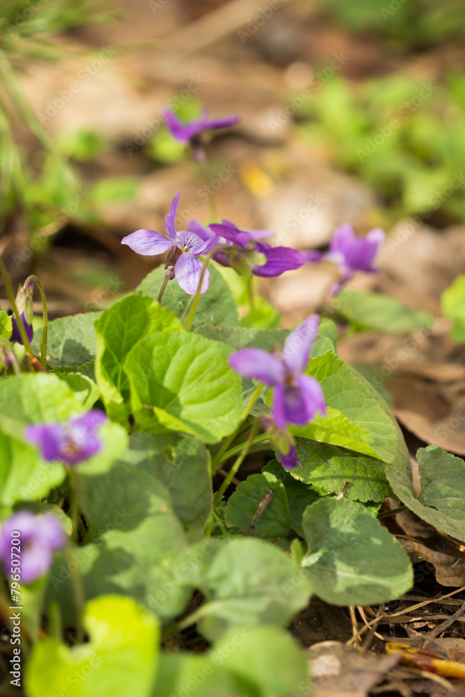 Viola odorata, of the family Violaceae. Samara region, Central Russia ...