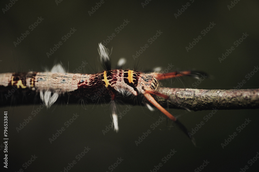 Moth Genus Kunugia a member of Lappet Moths Family Lasiocampidae Stock ...
