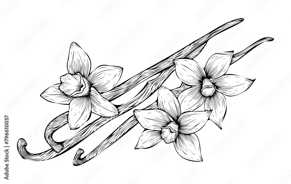Vanilla flowers and pods outline. Hand drawn vanilla. Spices sketch ...