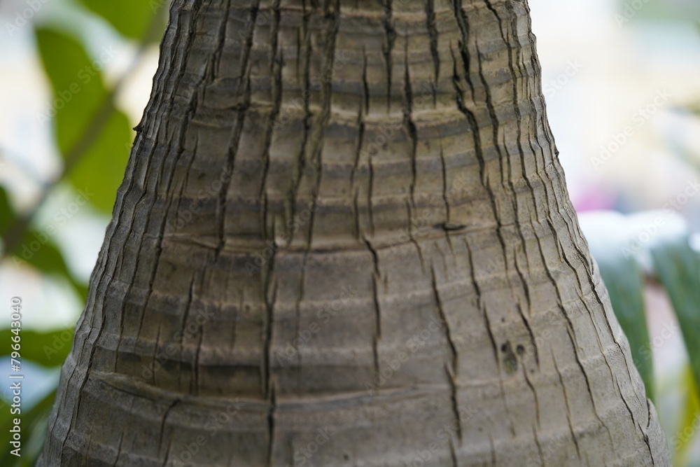 Stem of a Hyophorbe Lagenicaulis, the bottle palm or palmiste ...