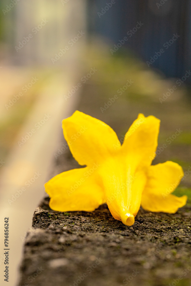 A Flor Do Ipê Amarelo é Considerada A Flor Símbolo Do Brasil Stock