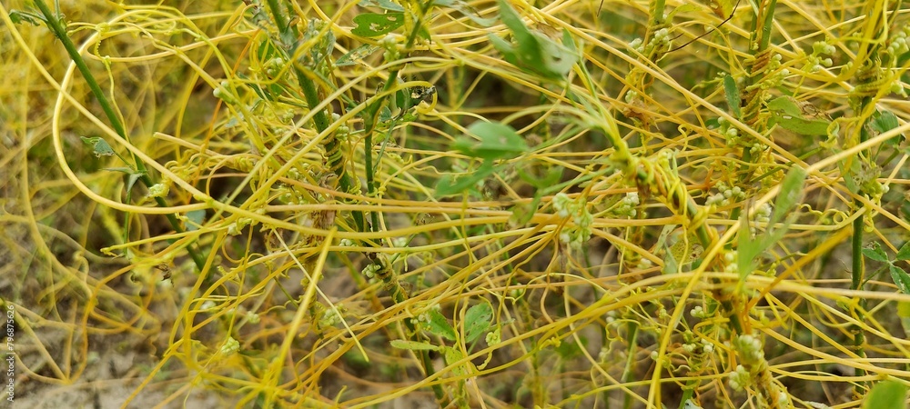 Cassytha filiformis Its common name Is love vine. Love Vine Scientific ...
