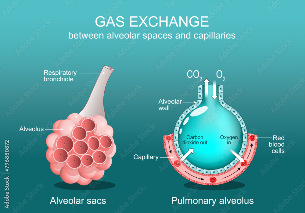 Poster Alveolus Gas exchange – Wall Art | UkPosters