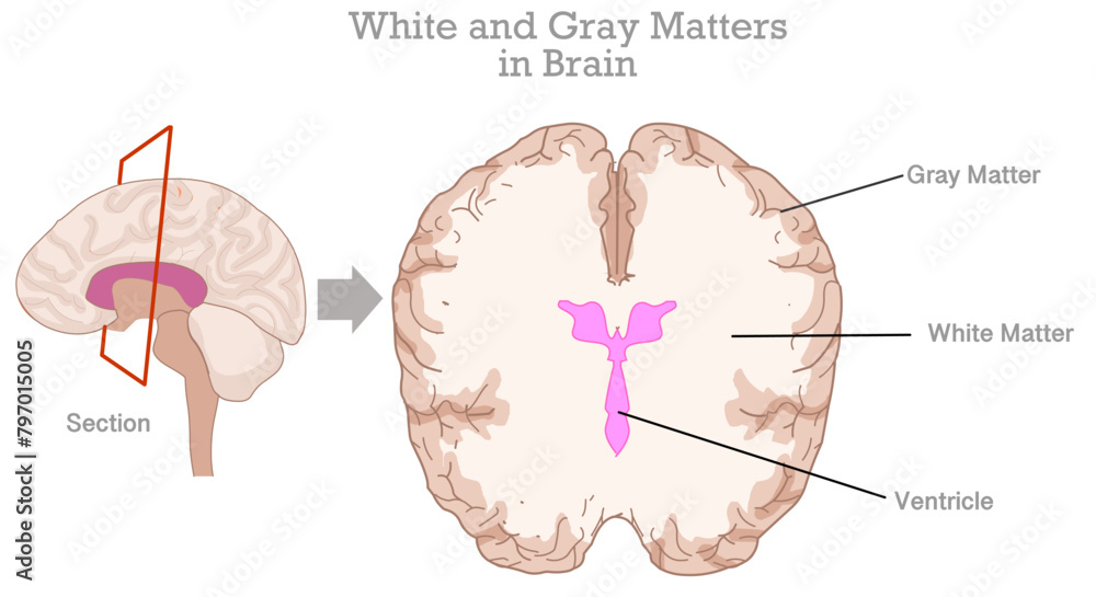 White, gray matter, ventricle in human brain. Gray tissue in cerebellum, cerebrum, and brain ...