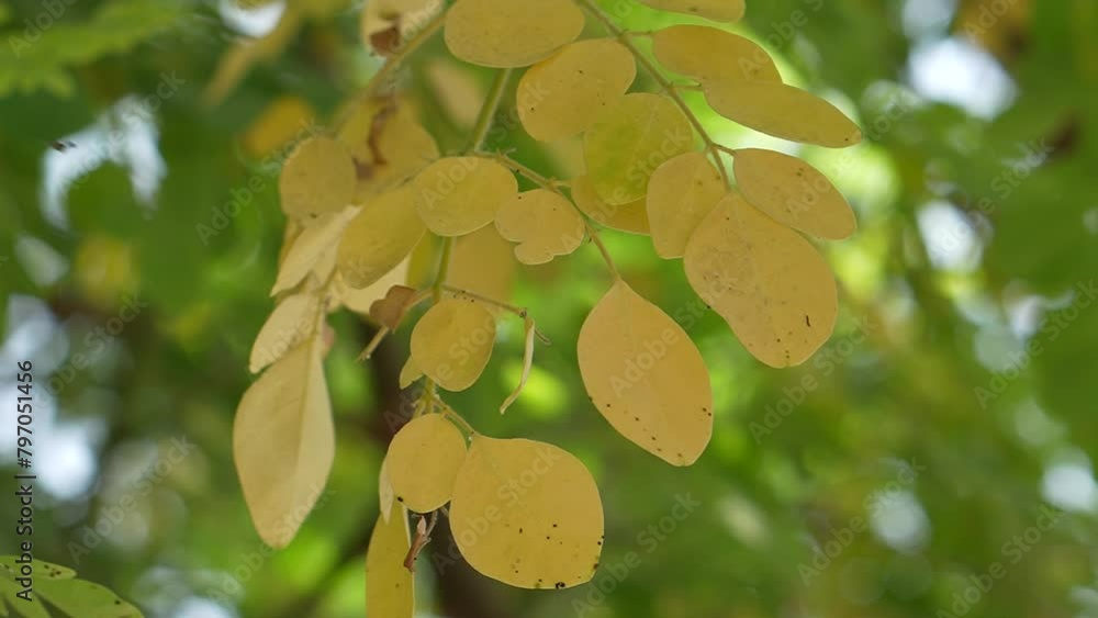 Moringa oleifera is a fast-growing, drought-resistant tree of the ...