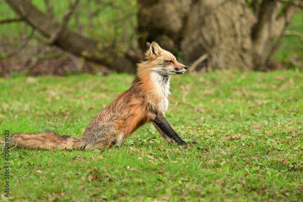 Urban wildlife photograph of a red fox keeping watch over her den of ...