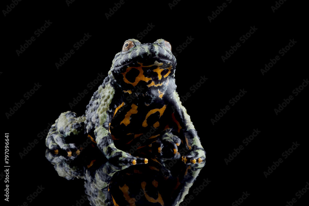Fire belly toad closeup on reflection, Oriental fire-bellied toad ...