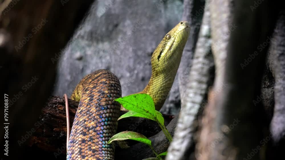 Jamaican boa, Jamaican yellow boa or yellow snake (Chilabothrus ...