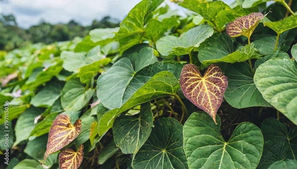 hanging vine tropical forest plant bush with heart shaped green leaves ...
