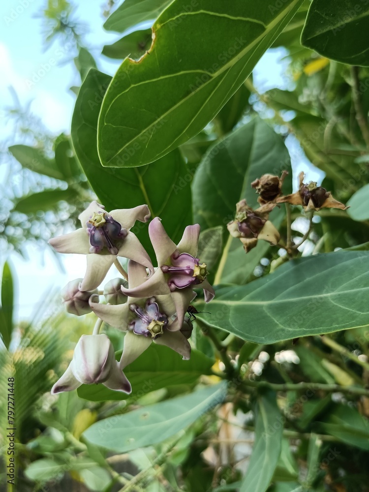 Calotropis gigantea, the crown flower, is a species of Calotropis ...