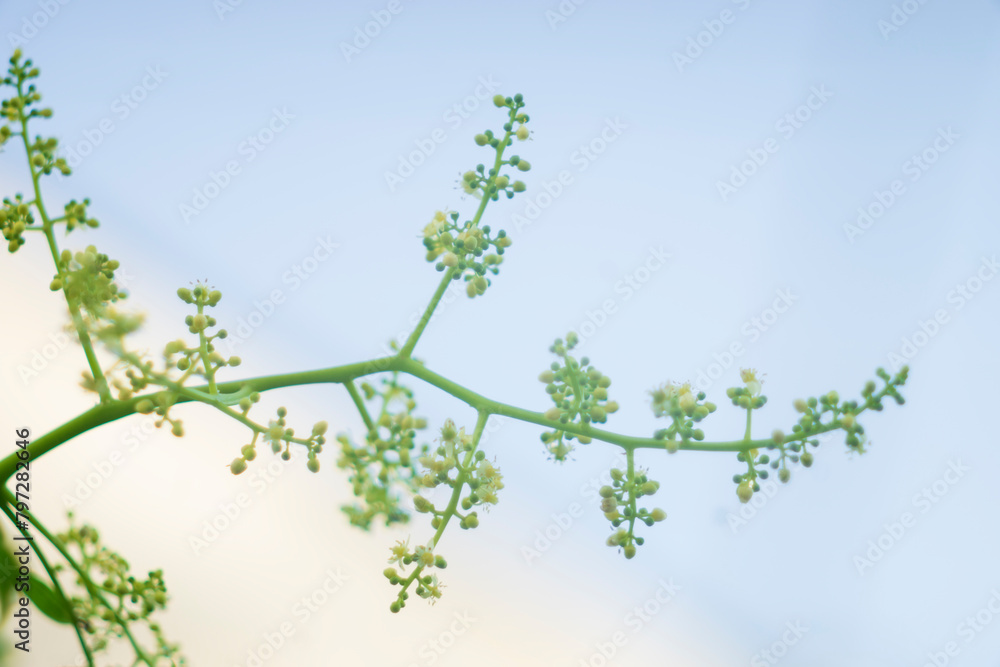 seeds, Spondias dulcis can be eaten fresh; Spondias dulcis is thick ...