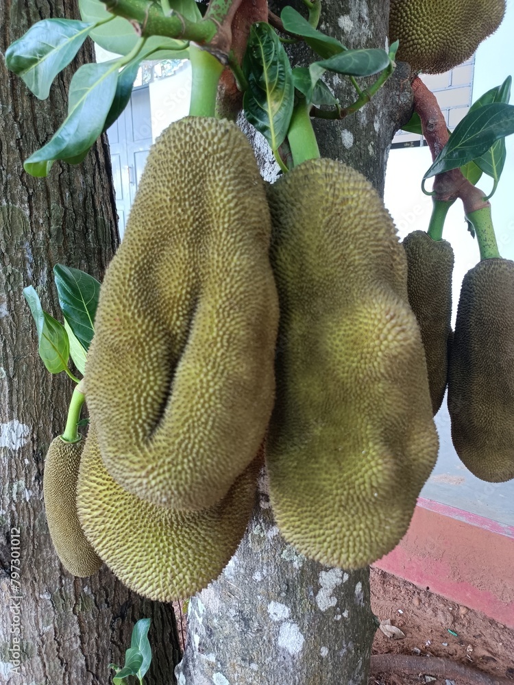 The jackfruit is the fruit of jack tree Artocarpus heterophyllus, a ...