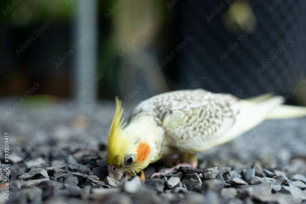 Nymphicus hollandicus display horizontal yellow stripes or bars on the ...