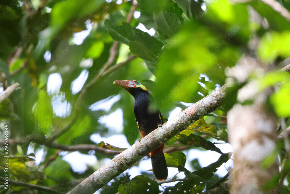 The collared puffbird (Bucco capensis) is a species of bird in the ...