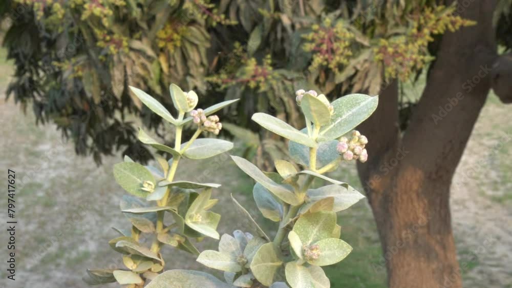 Calotropis procera, Giant calotrope, Milkweeds, ruai, plant in pakistan ...