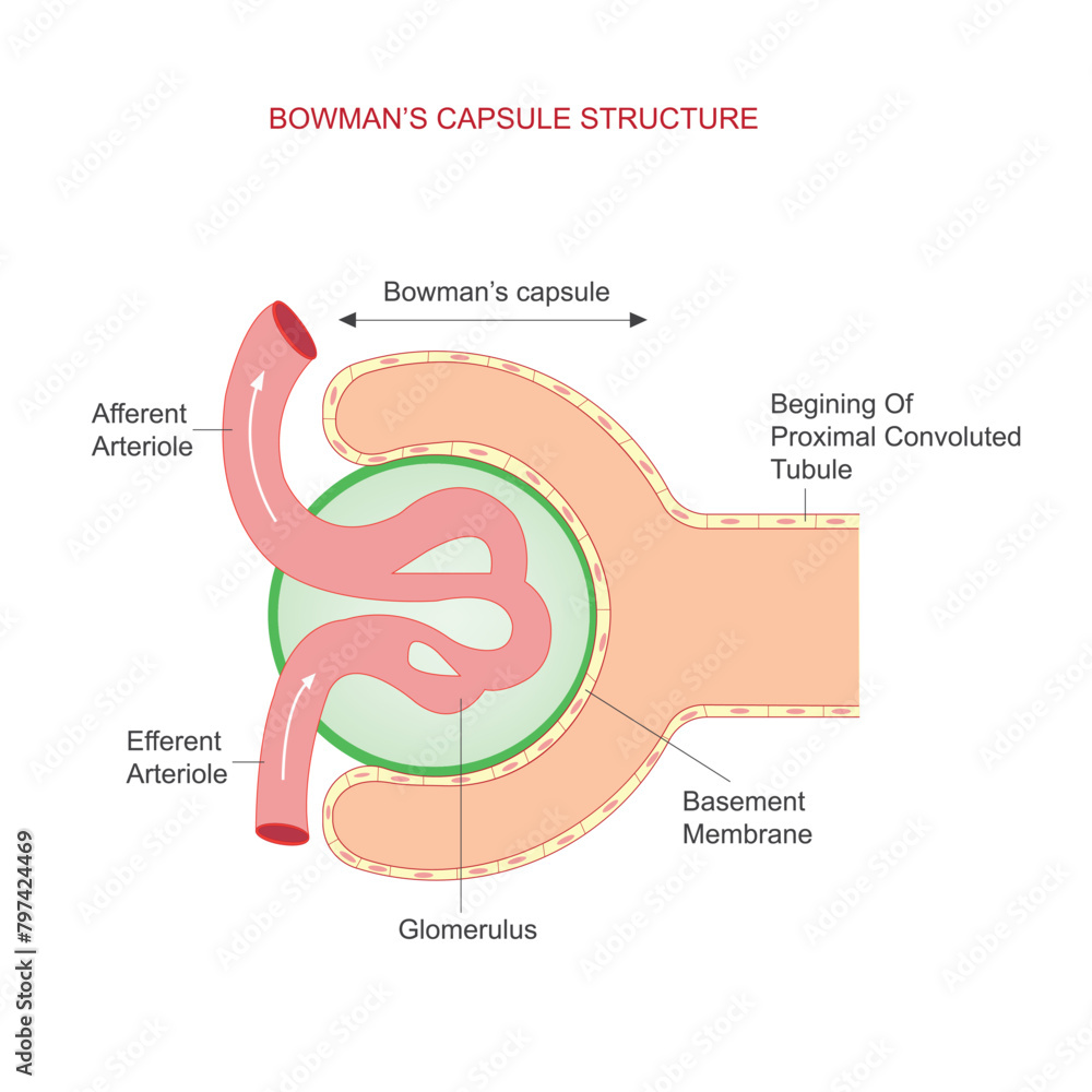 Bowmans capsule, found in the kidney, is a cup-shaped structure that ...