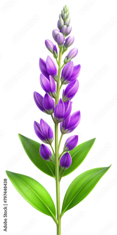 Beautiful Blue Vervain flowers, Floral plants with blue blooms, PNG ...