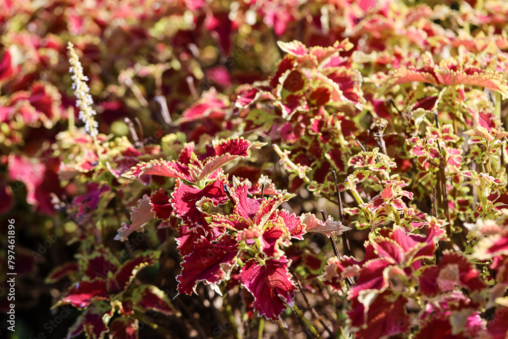 Mayana Coleus Plant, Red and Green Leafed Plants. Tanaman Miana Stock ...
