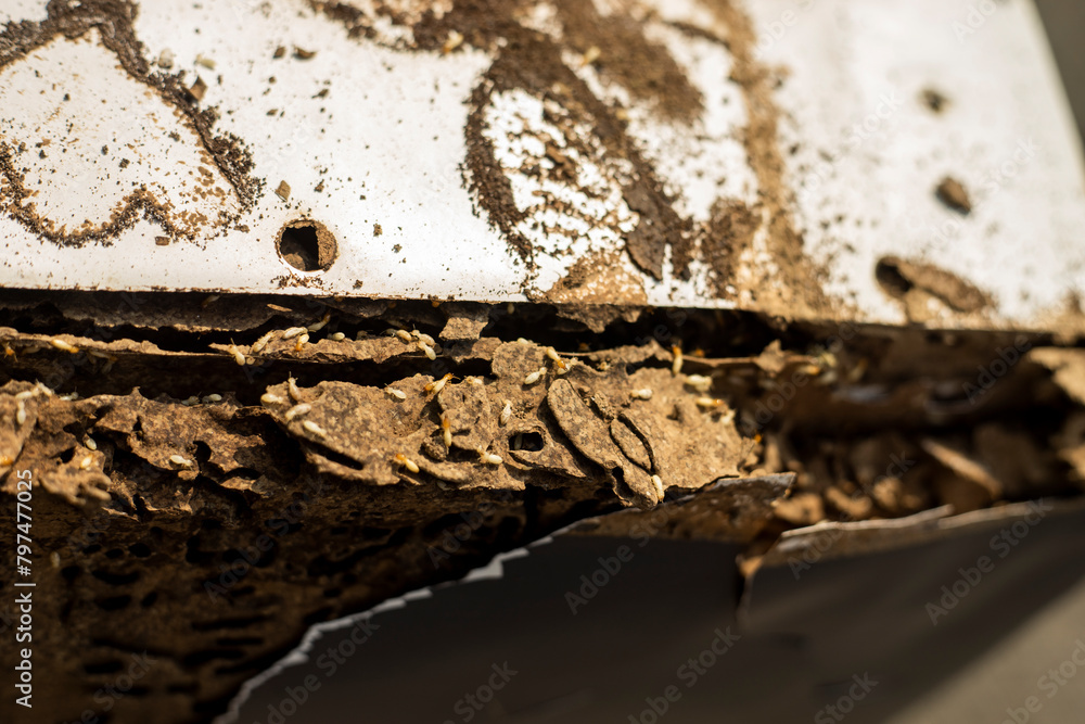 Rhinotermitidae is a family of wood-soil interface feeding termites ...