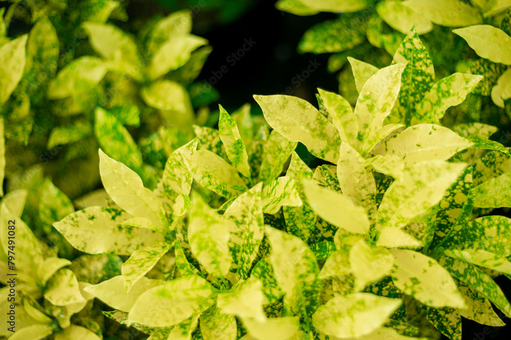 Codiaeum variegatum is a small tree, 1 - 1.5m high, with many branches ...