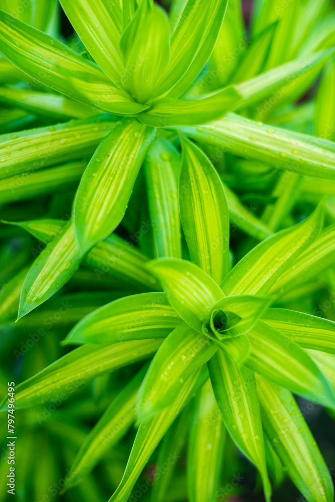 Dracaena reflexa is a flowering Dracaena reflexa in the genus Heet Giac ...