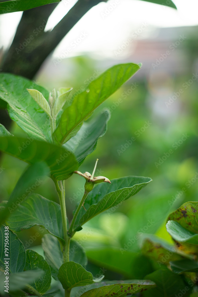 Psidium guajava the newly revealed bark is somewhat greenish-brown in ...