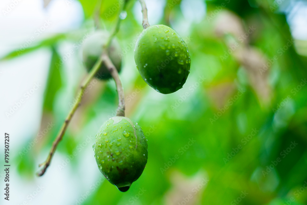 crispy and has a slightly sour-sweet taste, Spondias dulcis can also be ...