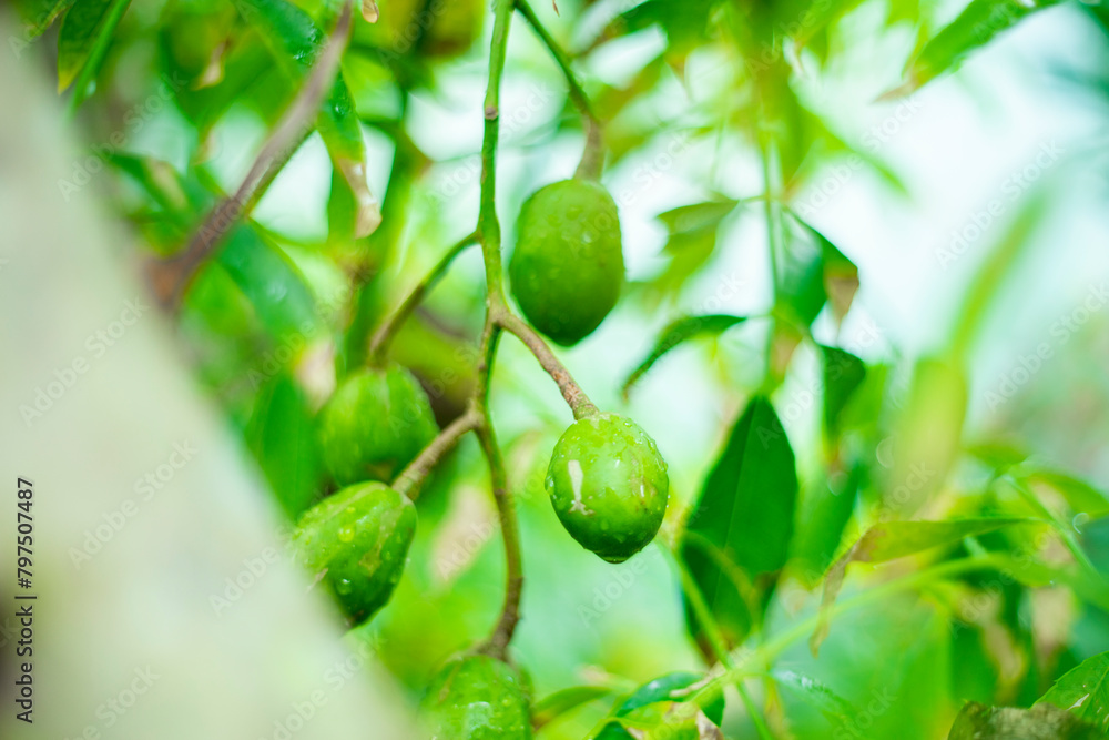 Spondias dulcis is a tropical woody plant with edible fruit and fibrous ...