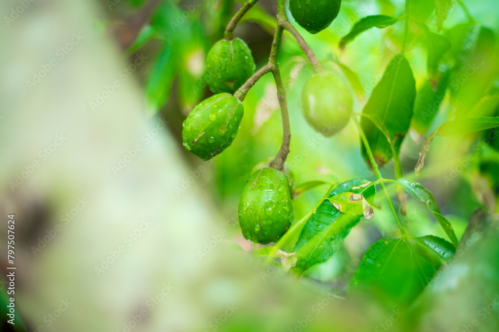 Spondias dulcis is a tropical woody plant with edible fruit and fibrous ...