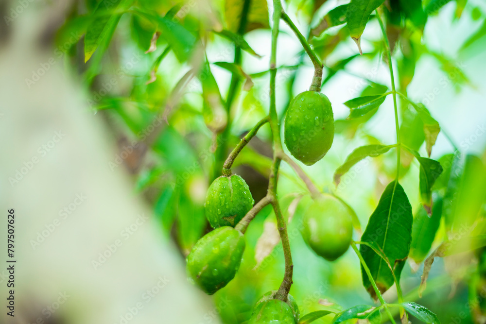 Poster Spondias dulcis is a tropical woody plant with edible fruit and ...